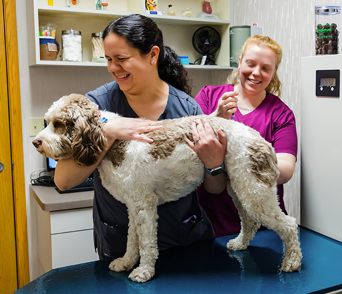 AAHA - Vet in Prior Lake | River Valley Veterinary Service